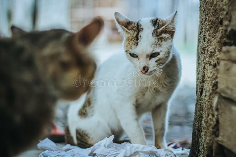A White Cat with a Very Tense Face Stock Image - Image of nose ...