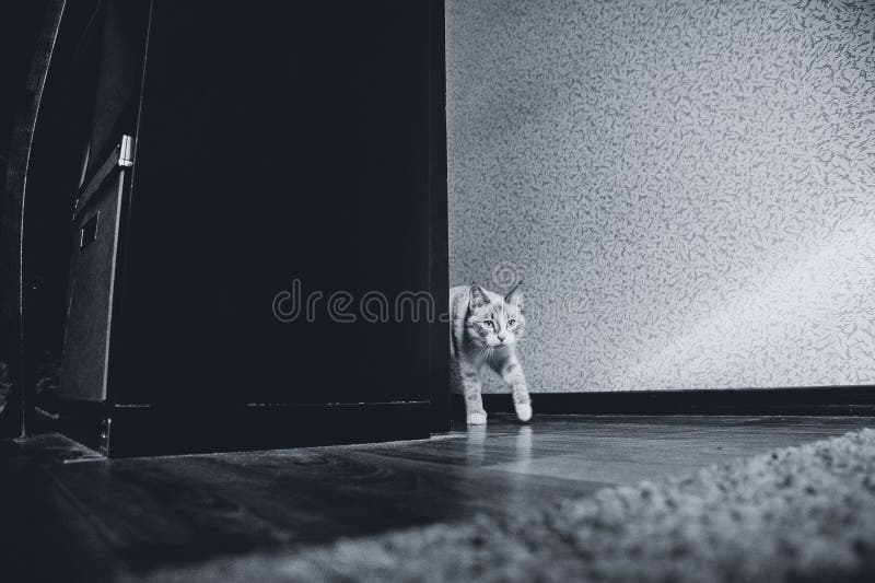 108 Cat Look Around Corner Stock Photos - Free & Royalty-Free Stock ...