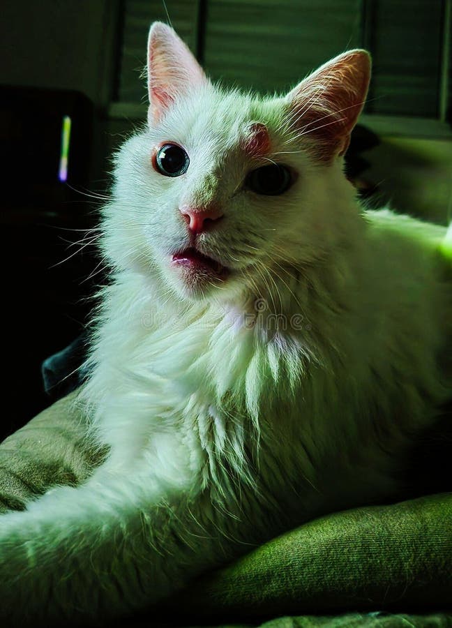 A White Cat with a Wart on Its Forehead Looking at the Camera Stock ...