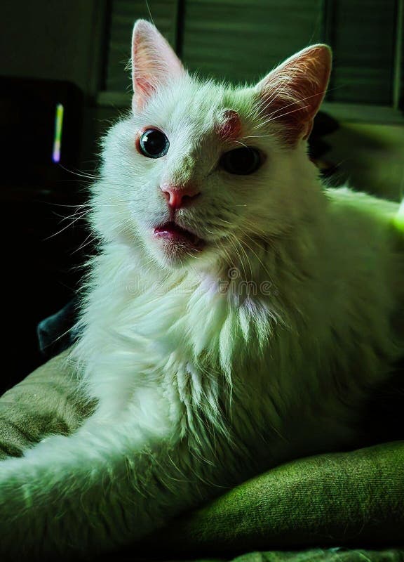 A White Cat with a Wart on Its Forehead Looking at the Camera Stock ...