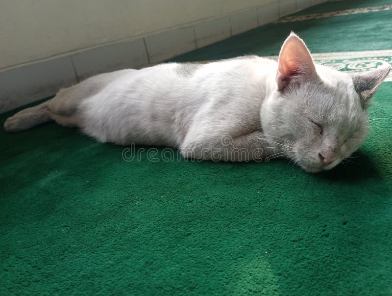 Sleeping Cat, Very Tired Cat, Fell Asleep Stock Image - Image of video ...