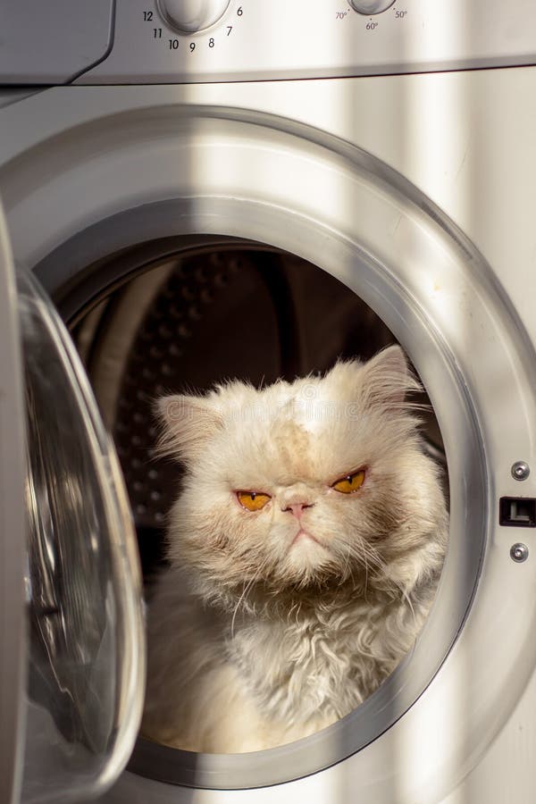 White Cat in the Washing Machine Stock Image - Image of laundry, wash ...
