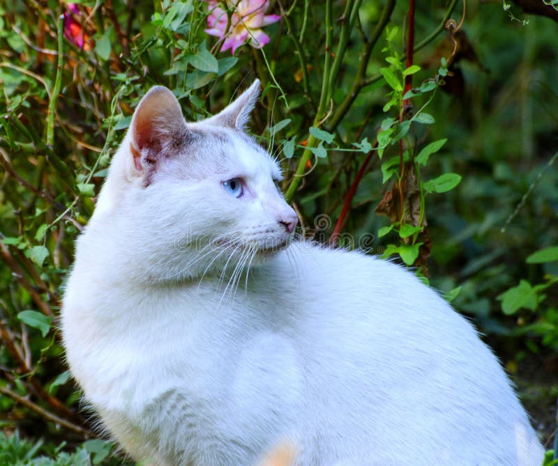 White cat watching birds stock photo. Image of eyes - 105298496