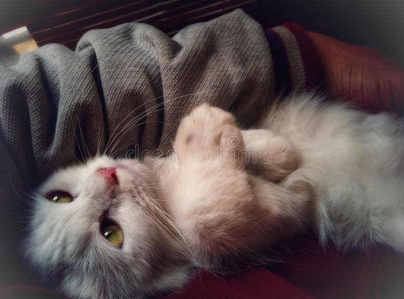 A White Cat Who is Being Pampered in His Master& X27;s Lap, Looks ...