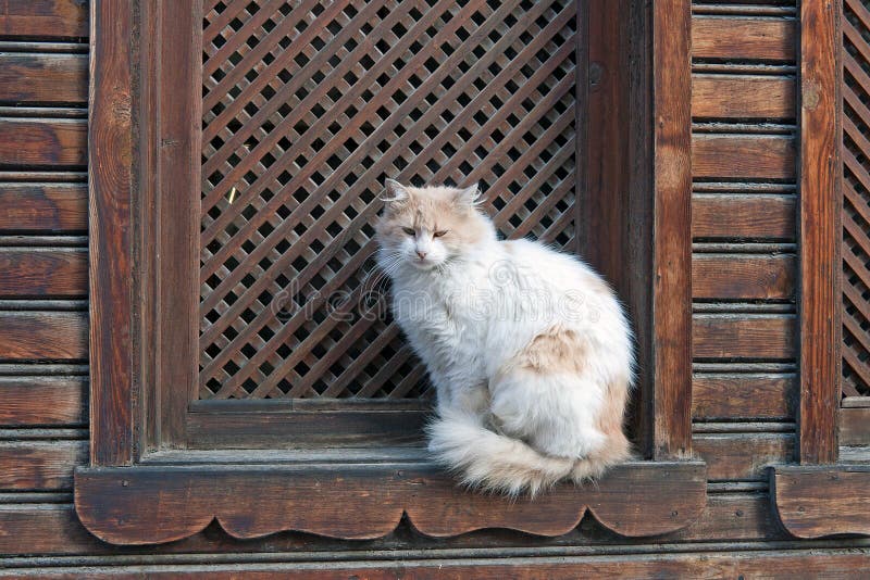 White cat at window stock image. Image of purr, fluffy - 17341377