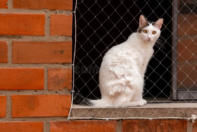 A White Cat in the Window stock photo. Image of cute - 201552760