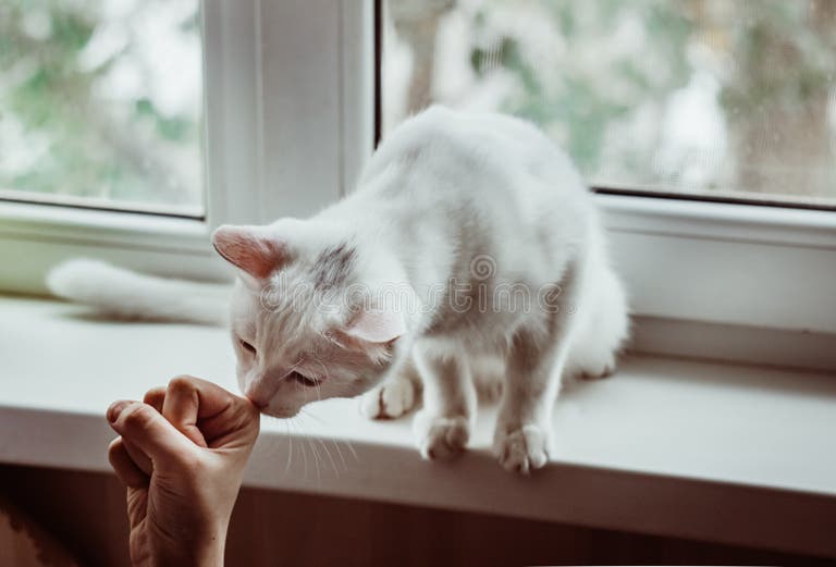 White cat on the window stock photo. Image of love, emotion - 161422100