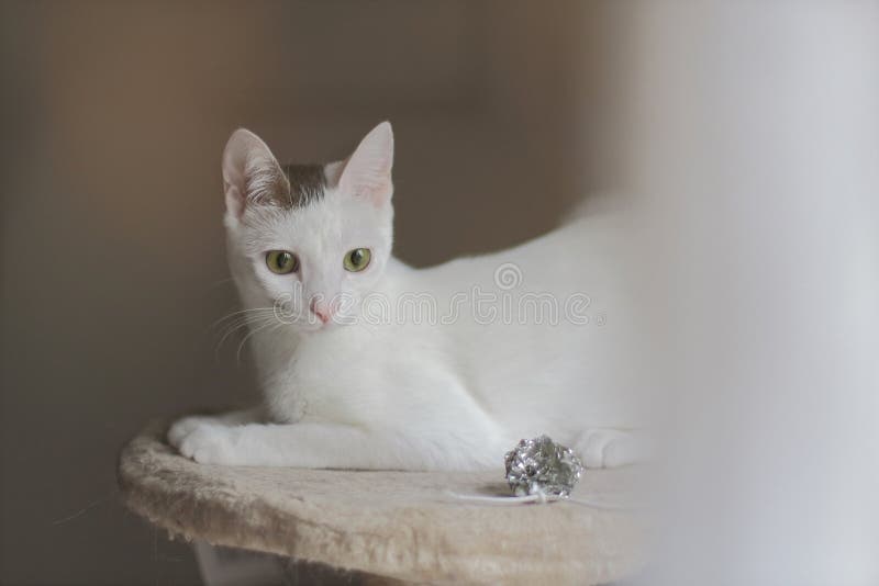 White cat stock photo. Image of quiet, light, kitten - 48582570