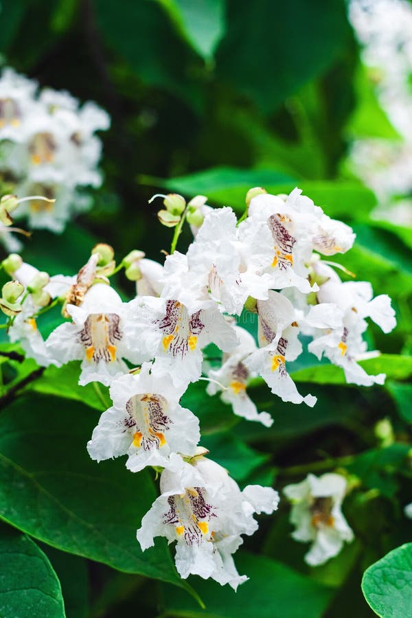 White Catalpa Flowers on a Tree in a Garden Stock Image - Image of ...