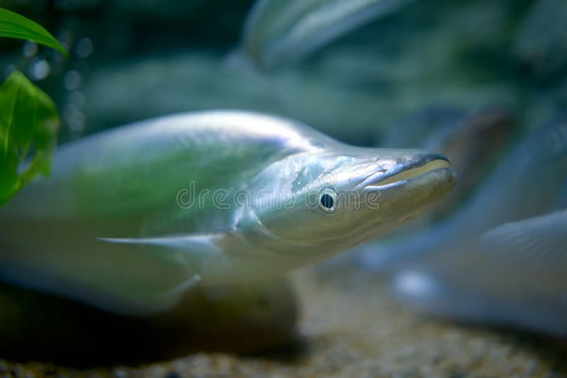 White Catfish in a Glass Tank, Thai River Fish Stock Photo - Image of ...