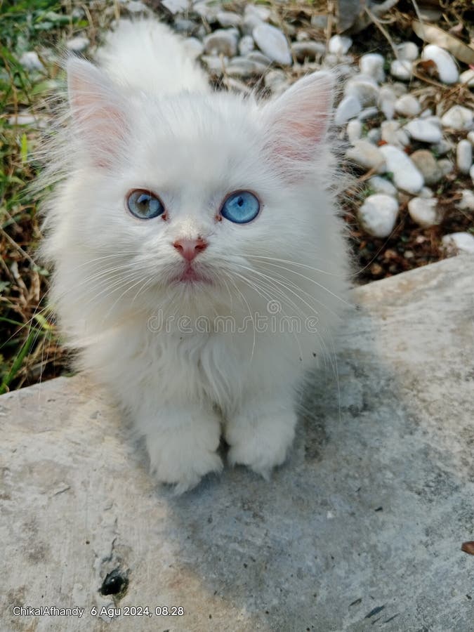 White Cats, with Different Colored Eyes, Look Elegant and Beautiful ...
