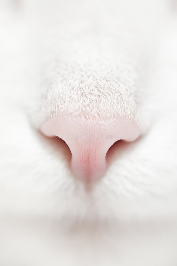 White cats face stock photo. Image of kitty, pets, nose - 19600672