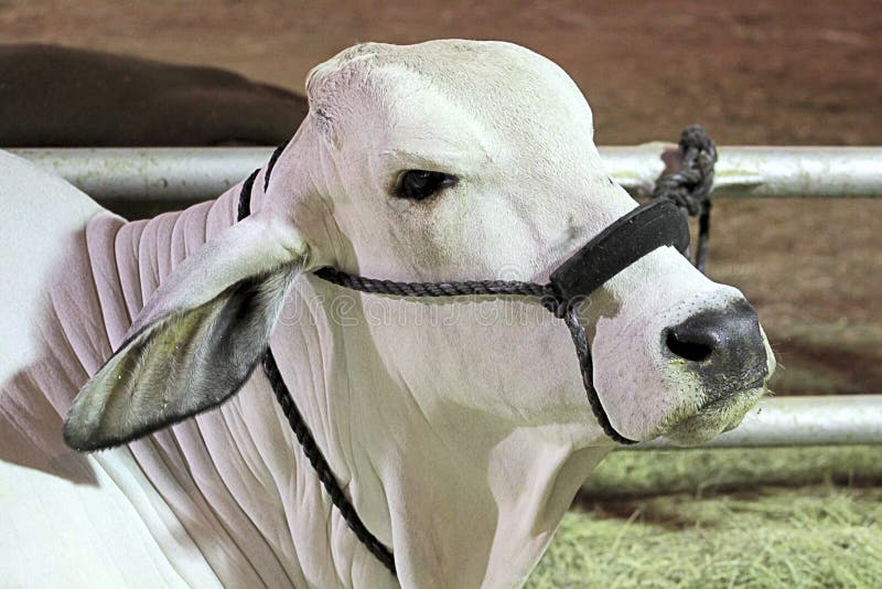 Texas Black Cattle Meat Producers Stock Photos - Free & Royalty-Free ...