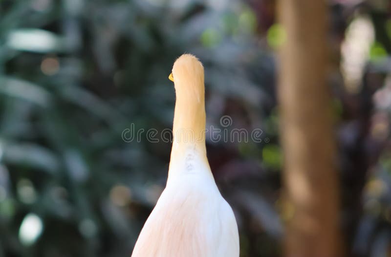 White Cattle Egret Bird Back Closeup Wallpaper Stock Photo - Image of ...