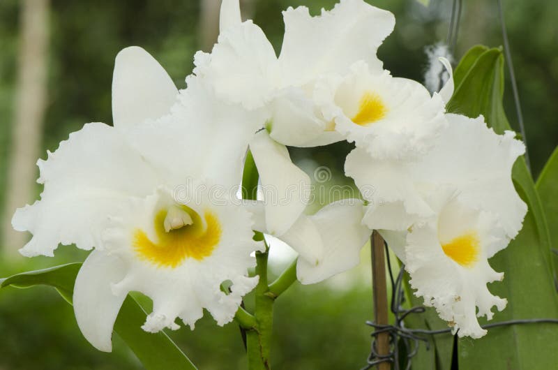 White cattleya orchid stock photo. Image of fresh, bloom - 39884004
