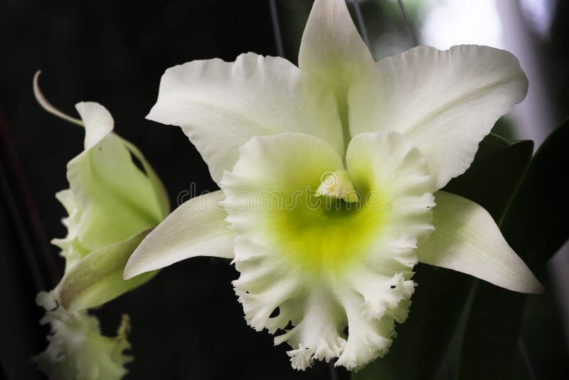 White Cattleya Orchid. stock photo. Image of beauty, blossom - 47343374