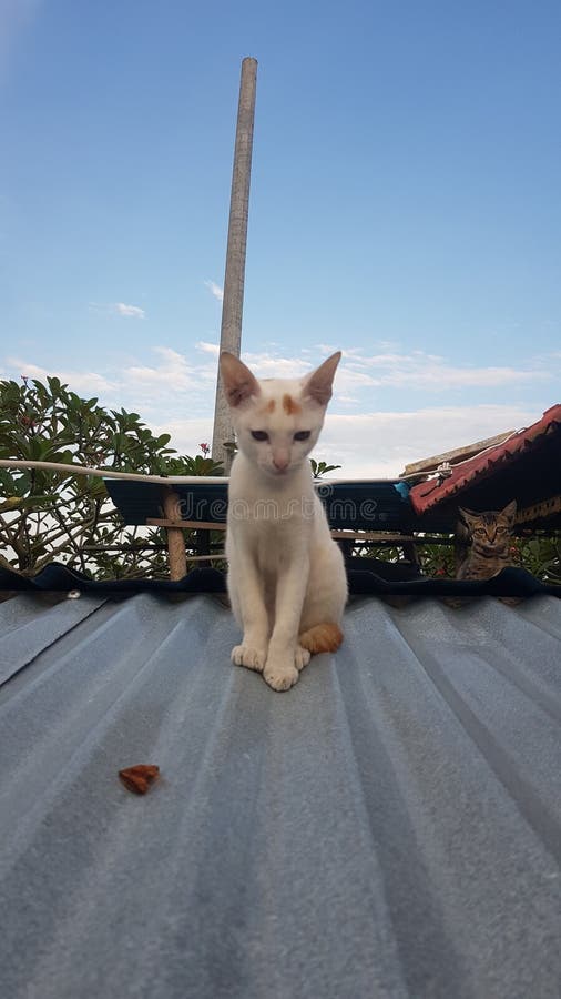 White catty on the roof stock image. Image of catty - 263649859