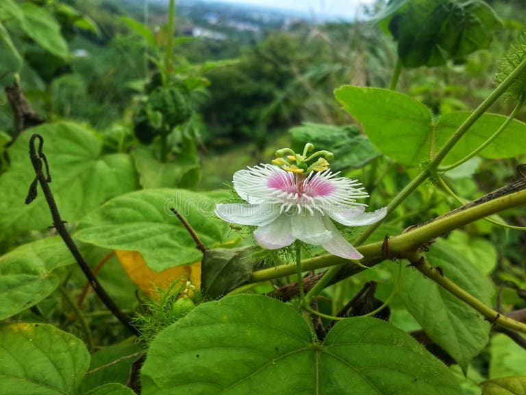 White Cecendet Flower from Indonesia 3 Stock Photo - Image of leaf ...