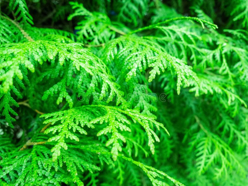 White Cedar As Natural Background, Selective Focus, Mobile Photo Stock ...