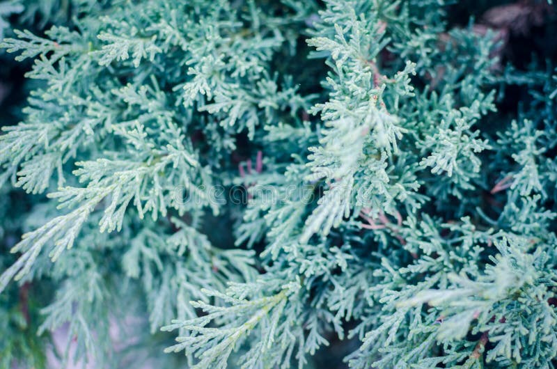 White cedar background stock image. Image of greenery - 75246013