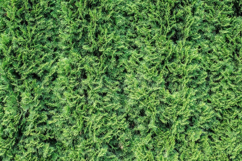 White cedar background. stock photo. Image of foliage - 78616268