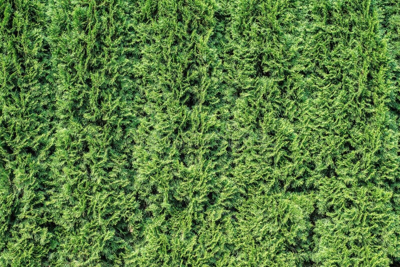 White cedar background. stock photo. Image of foliage - 78616970