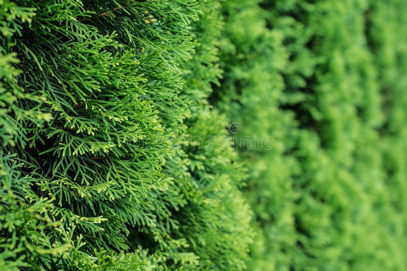 White cedar background. stock photo. Image of foliage - 78616970