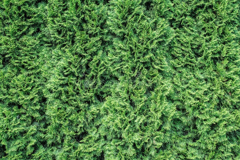 White cedar background. stock photo. Image of foliage - 78616970