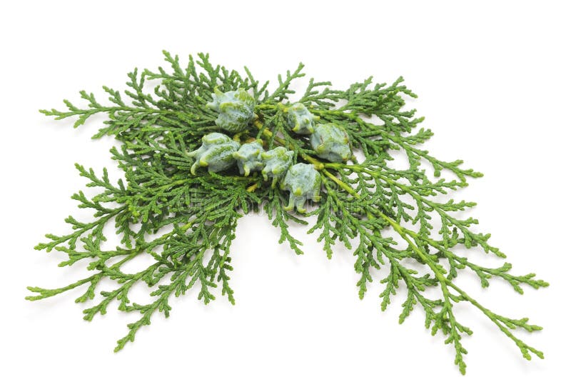 White cedar. stock photo. Image of background, nature - 103722020