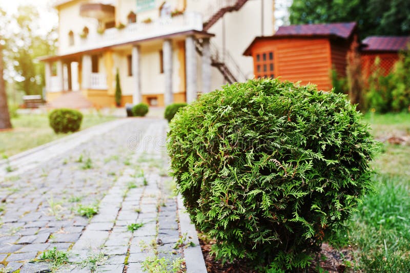 White Cedar Bushes Near Path of Home at Forest Stock Image - Image of ...
