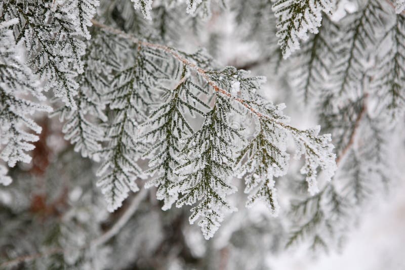 White cedar in winter stock image. Image of holiday, closeup - 84795911