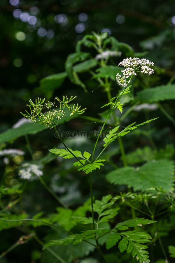 White Chaerophyllum Aureum Plant with Smooth Bokeh Stock Photo - Image ...