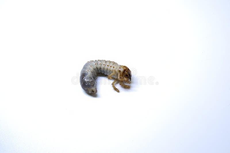 White Chafer Beetle Larva (Melolontha) Isolated on White Background ...