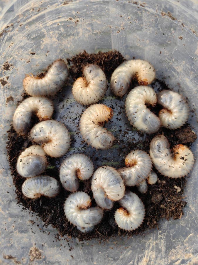 White Chafer Grub. Larva of the May Beetle Stock Photo - Image of close ...