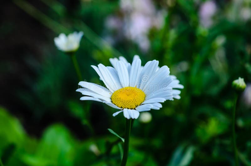 Blossoming Matricaria Flowers in the Park Stock Image - Image of beauty ...
