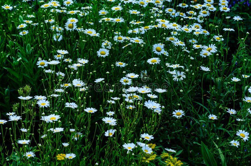 Blossoming Matricaria Flowers in the Park Stock Image - Image of beauty ...