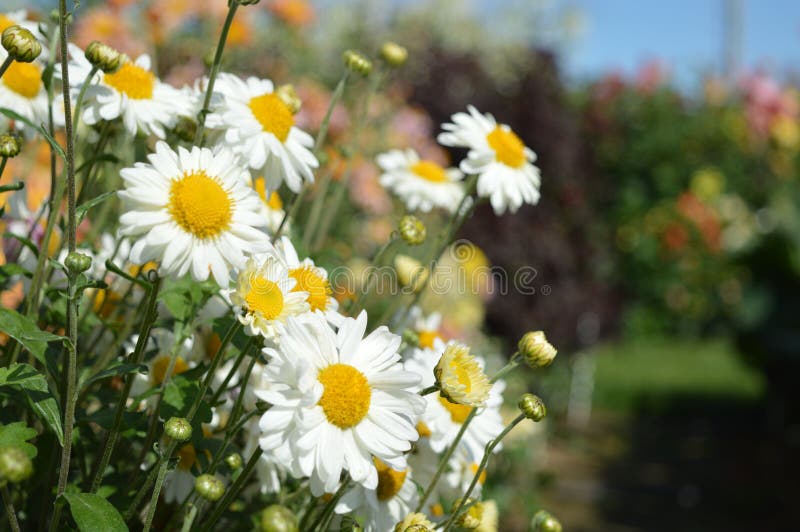 White Chamomiles without Processing Stock Photo - Image of chamomile ...