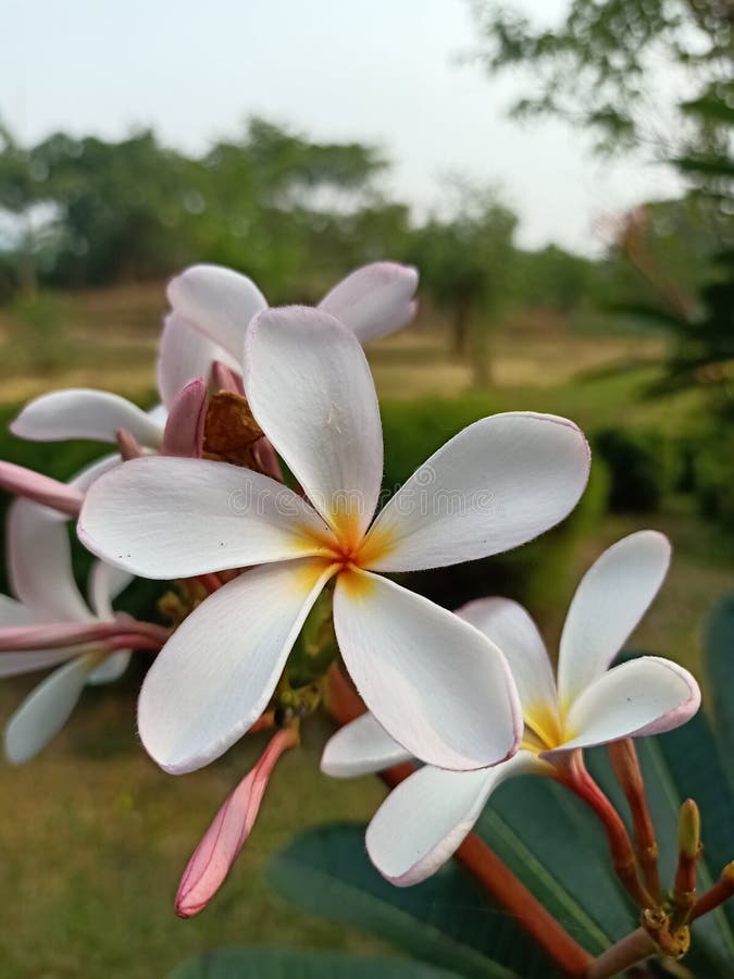 White Champa Flower Looking so Beautiful Stock Photo - Image of flower ...