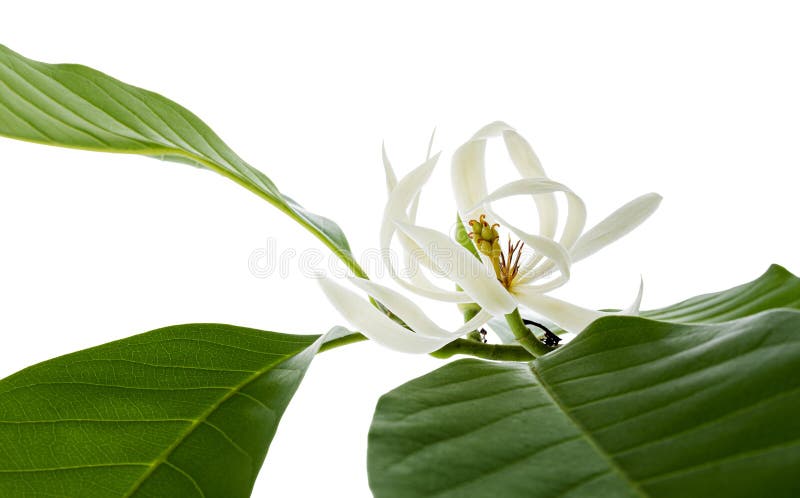 White Champaca Flowers with Leaves on Branch Isolated on White ...
