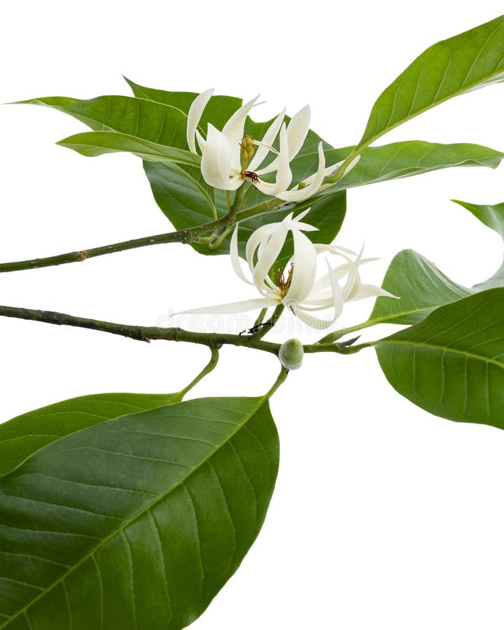 White Champaca OrÂ white Sandalwood Tree on Blue Sky Stock Photo ...