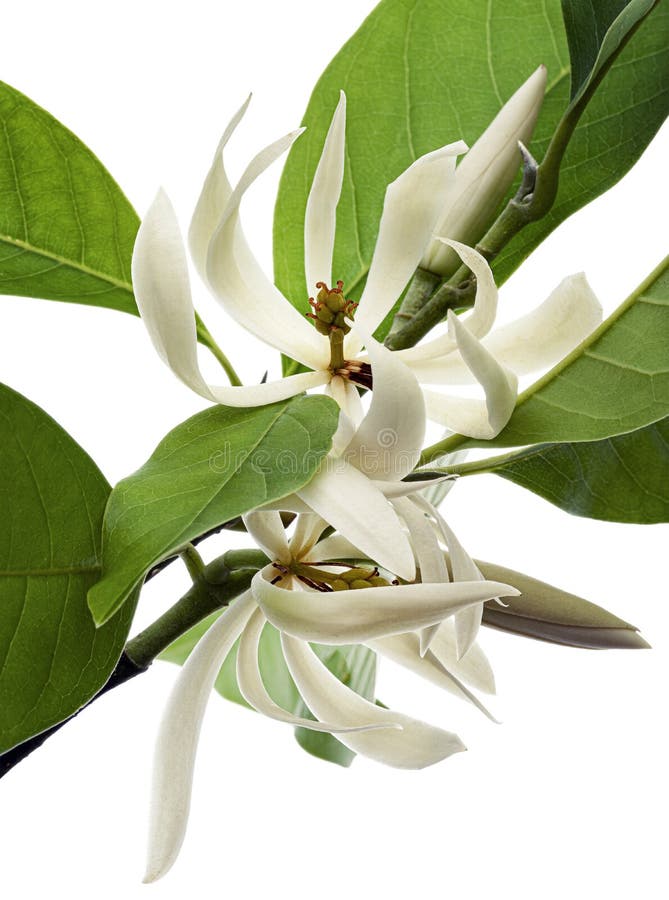 White Champaca Flowers with Leaves on Branch Isolated on White ...