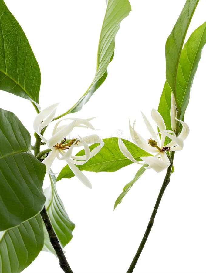 272 Champaca Flower Photos - Free & Royalty-Free Stock Photos from ...