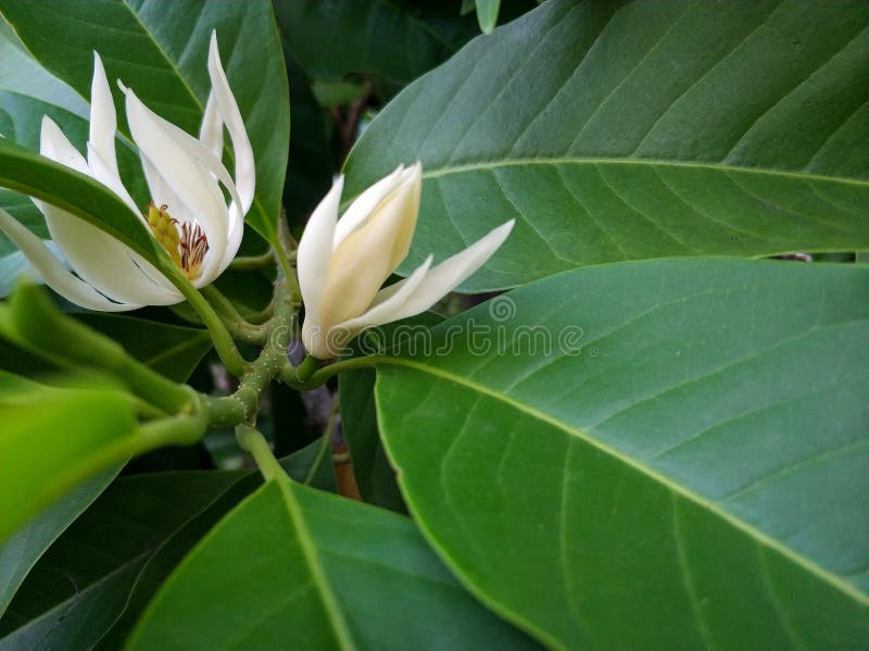 White Champaca Flowers with Leaves on Branch Isolated on White ...
