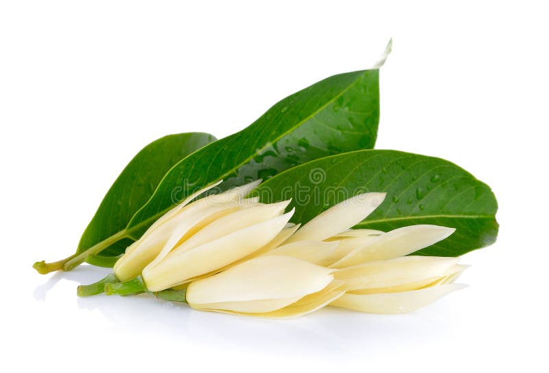 White Champaka Flower S with Leaves, Twig and Buddings Decorate Stock ...