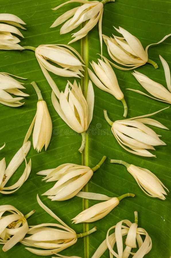 White Champaka Flower Isolate on Background in Spring Summer Stock ...