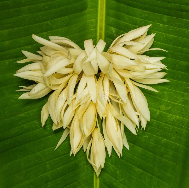 White champaka stock image. Image of relax, plant, bloom - 44790885