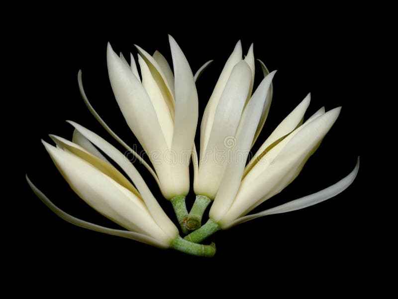 Champaca, Champa, Tree and Flowers with Medicinal Properties on Stock ...