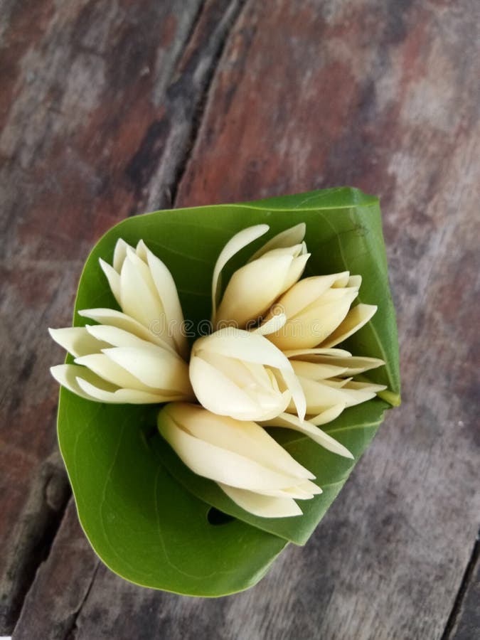 White Champaka Flower S With Leaves, Twig And Buddings Decorate Stock ...