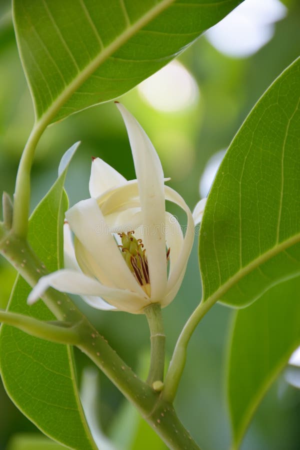 Champaka Flower Are Blooming Stock Image - Image of background ...