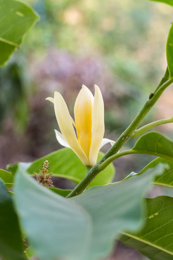 White Champaka are Blooming on Tree. Stock Image - Image of colorful ...